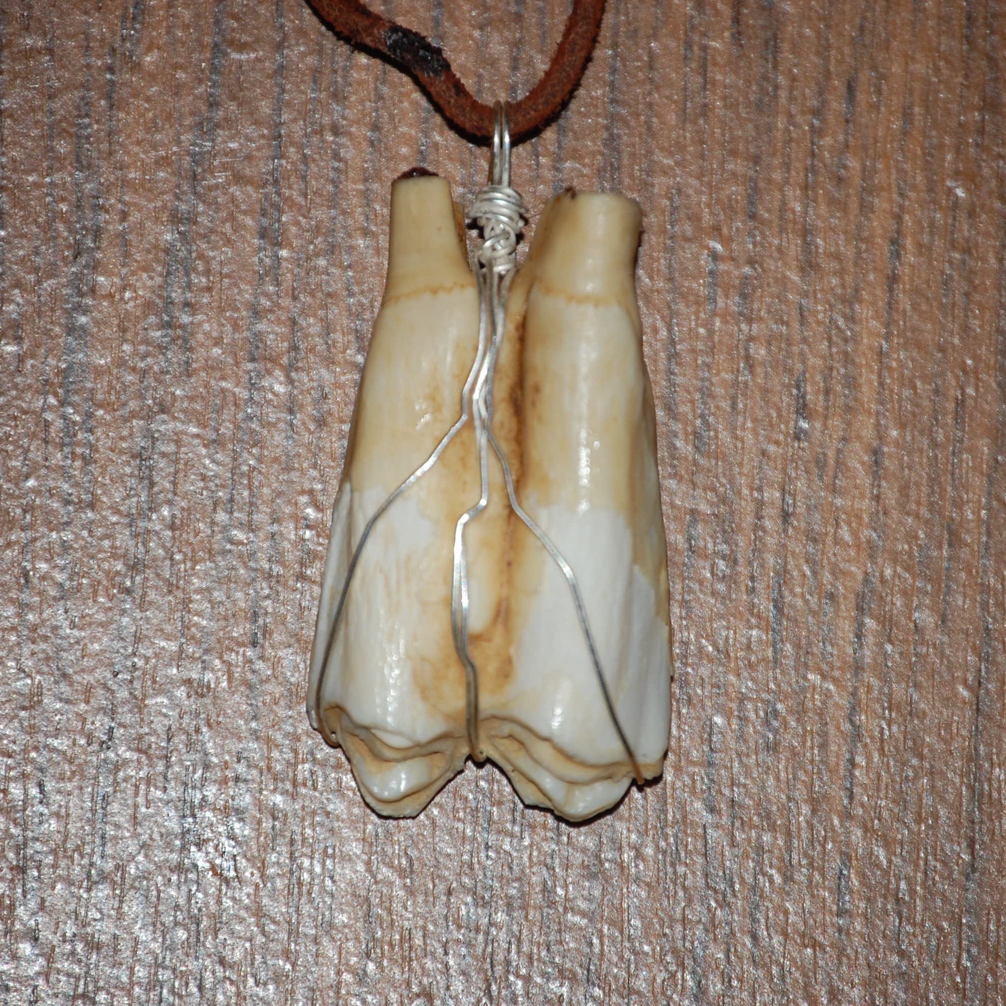 Horse Tooth Necklace – Bones to Pick